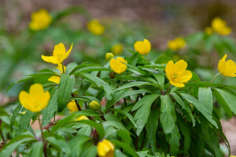 In the Spring in the Wild Forest Blooms Anemone Yellow Anemone ...