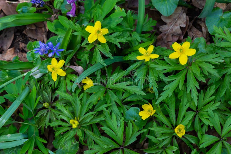 In the Spring in the Wild Forest Blooms Anemone Yellow Anemone ...