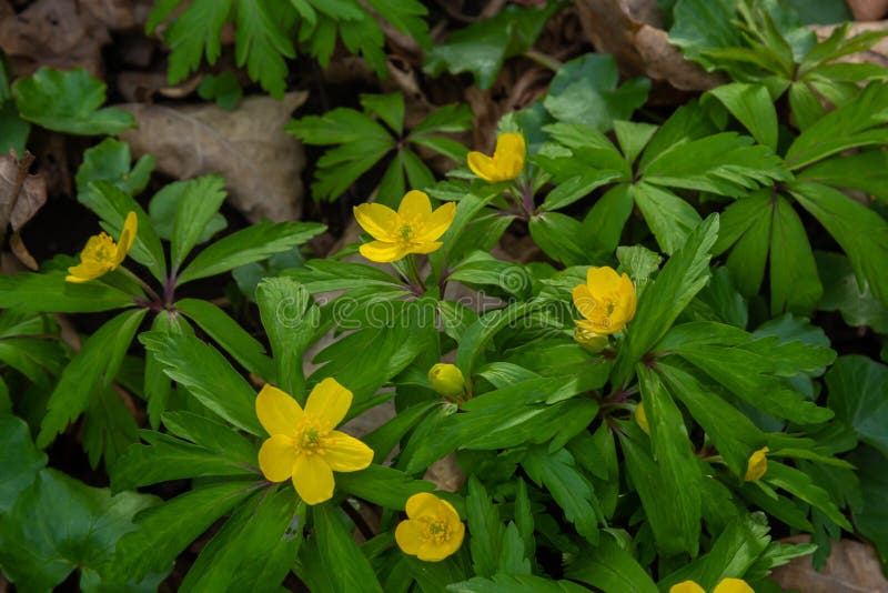In the Spring in the Wild Forest Blooms Anemone Yellow Anemone ...