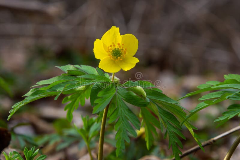 In the Spring in the Wild Forest Blooms Anemone Yellow Anemone ...