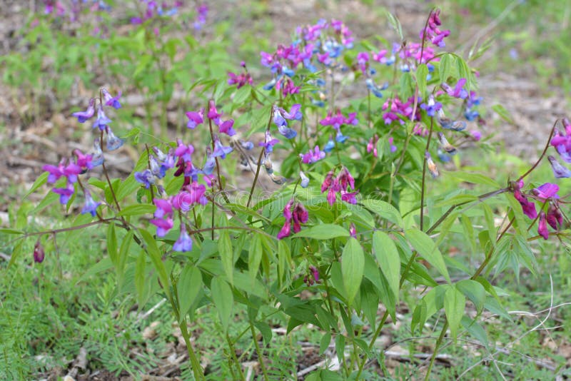 Lathyrus Vernus Blooms in Spring in the Forest Stock Photo - Image of ...