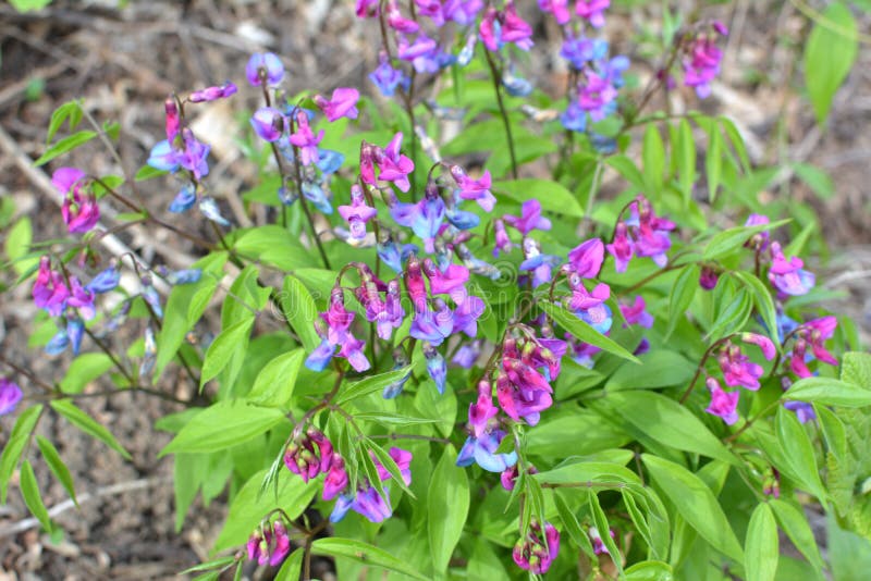 Lathyrus Vernus Blooms in Spring in the Forest Stock Image - Image of ...