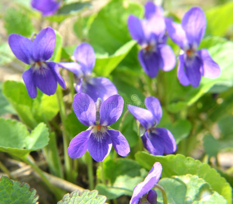 Violet (Viola Odorata) Grows in the Wild Stock Image - Image of forest ...