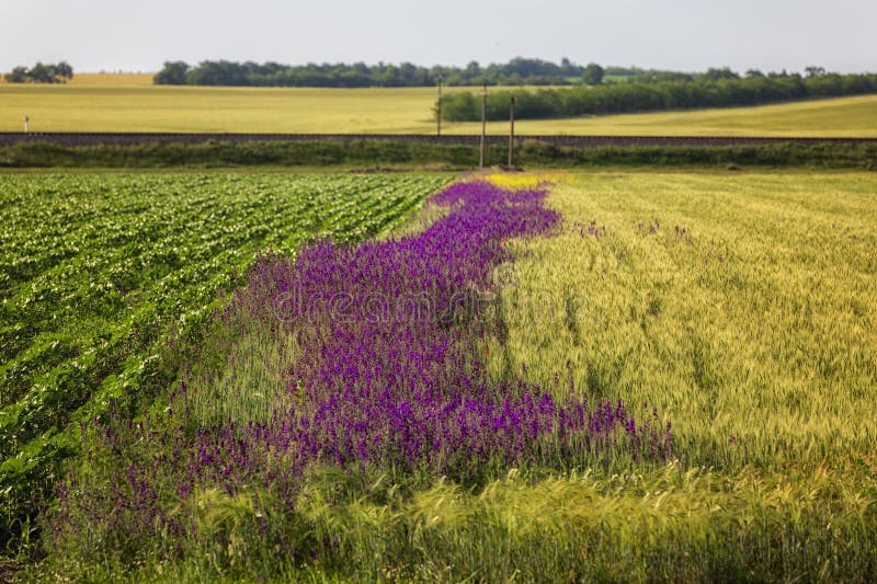 Spring Wild Grasses in a Lush Blooming Field Stock Photo - Image of ...