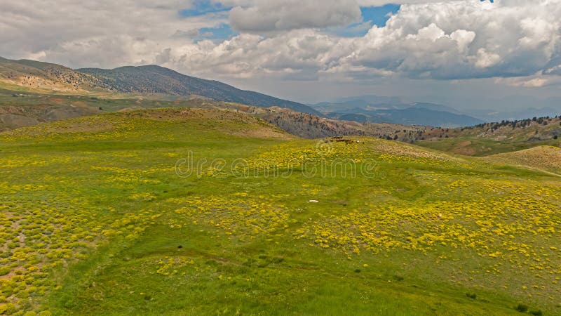 Spring and Wild Horses on the Plateau Stock Photo - Image of equine ...