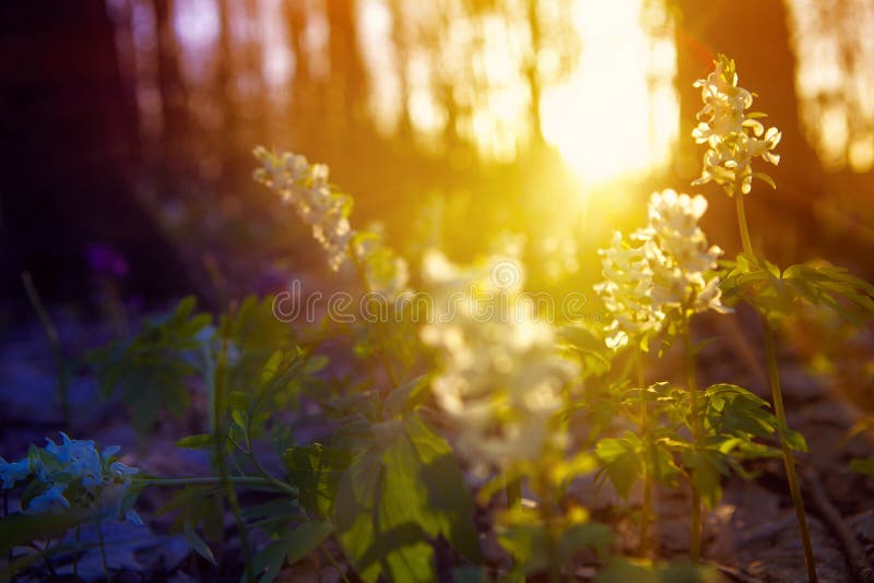 Spring Wild Nature with Flowers Stock Photo - Image of natural, leaf ...