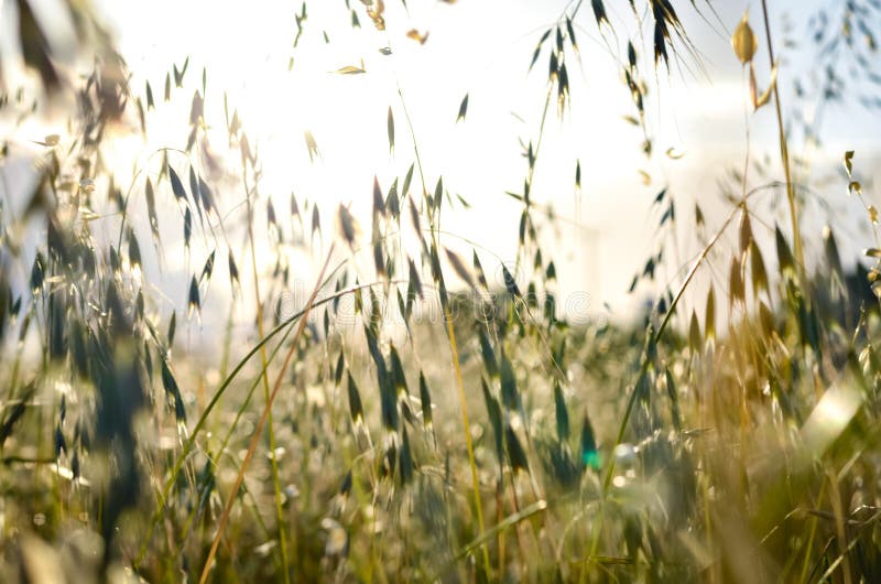 Spring Wild Oat Field during Summer Stock Photo - Image of color ...