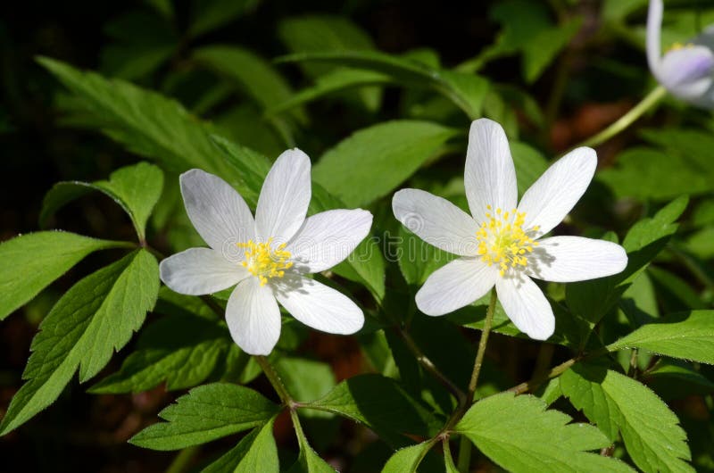 Spring Wild Plants: Wood Anemone Anemonoides Nemorosa or Anemone ...