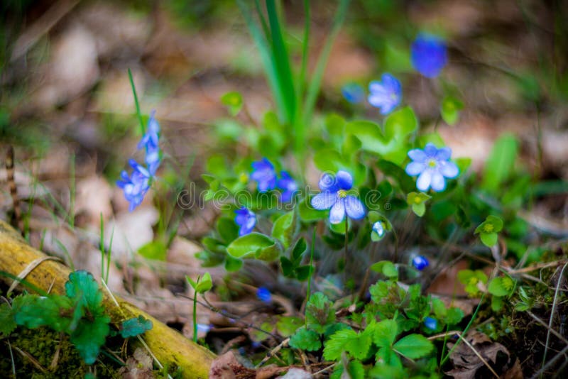 Spring wild violets stock photo. Image of botany, garden - 85425482