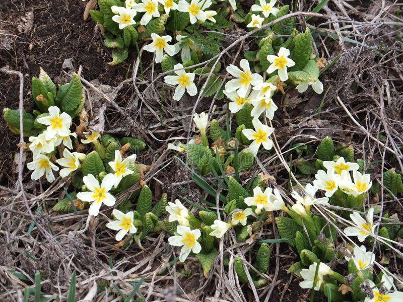 Spring wild white flowers stock photo. Image of wild - 87618252