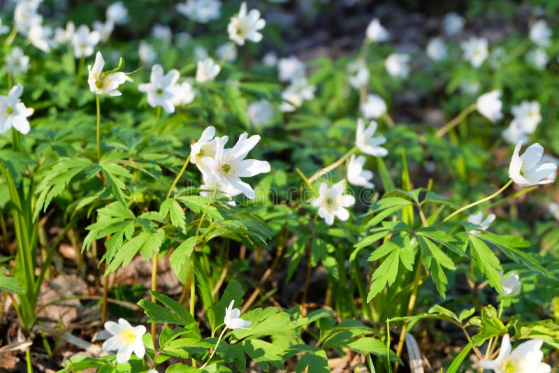 Spring Wild White Flowers - Wood Anemone, Windflower Stock Photo ...