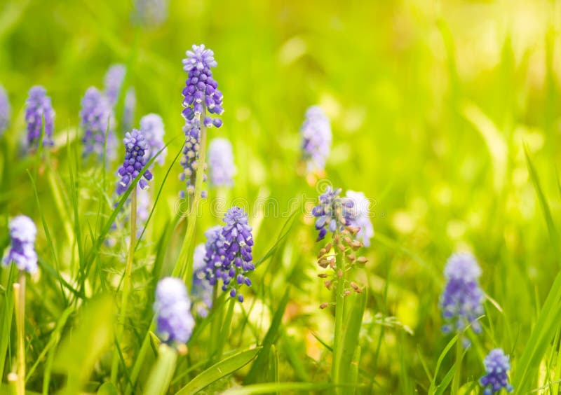 Spring wildflowers stock photo. Image of plant, flower - 12703108