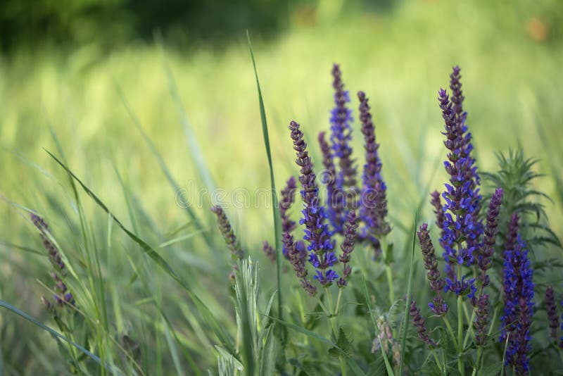 Spring Wildflowers Background Stock Image - Image of herb, flower: 38534047