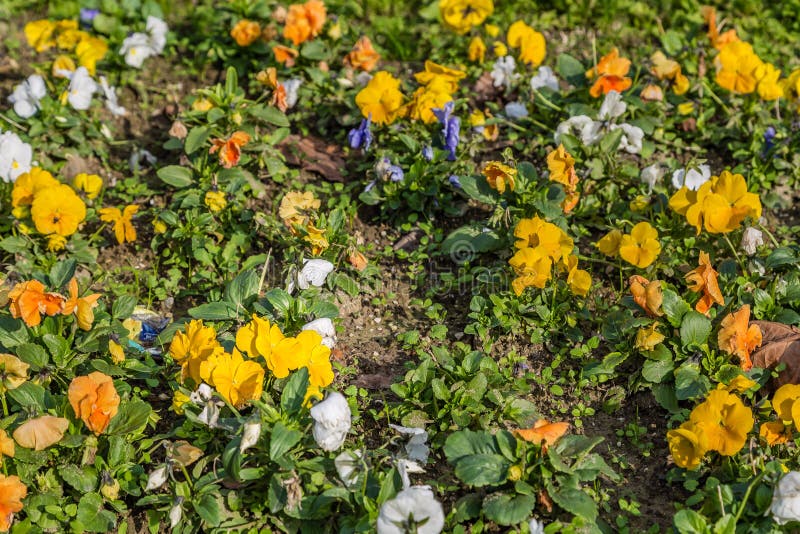 Spring wildflowers stock image. Image of nature, fresh - 176313765