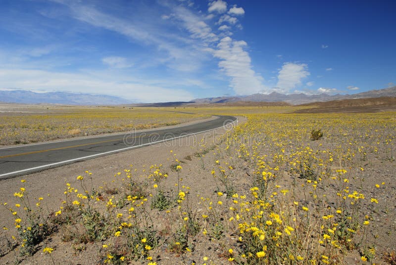 Spring Wildflowers in Death Valley Stock Image - Image of desert ...