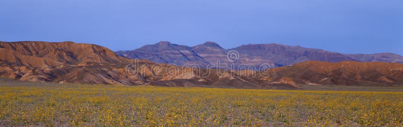 Spring wildflowers stock photo. Image of plant, flower - 12703108