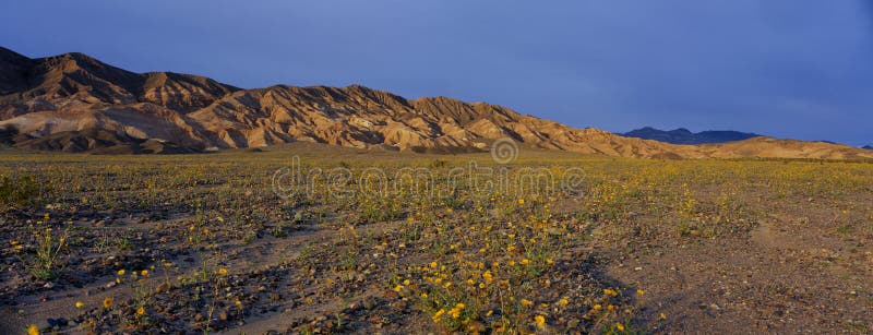 Spring Wildflowers, Death Valley, California Stock Image - Image of ...
