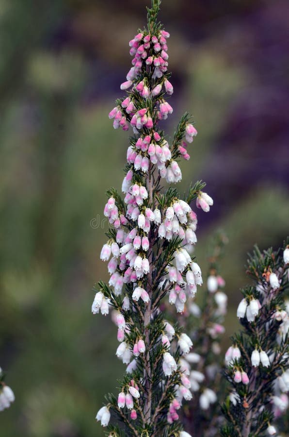Spring Wildflowers: Erica Lusitanica Stock Photo - Image of vertical ...