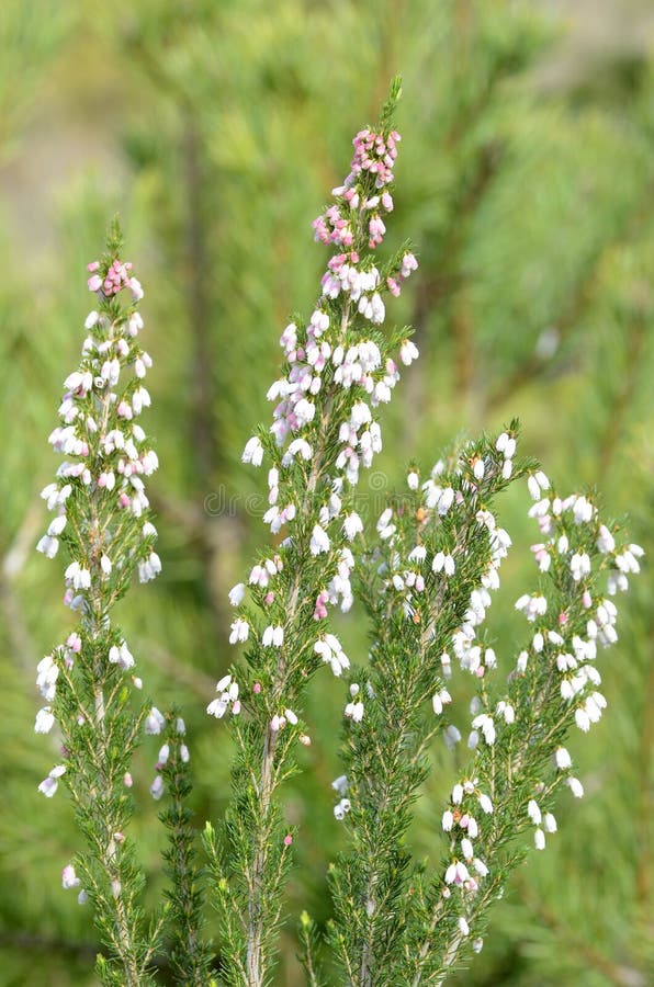 Spring Wildflowers: Erica Lusitanica Stock Photo - Image of vertical ...