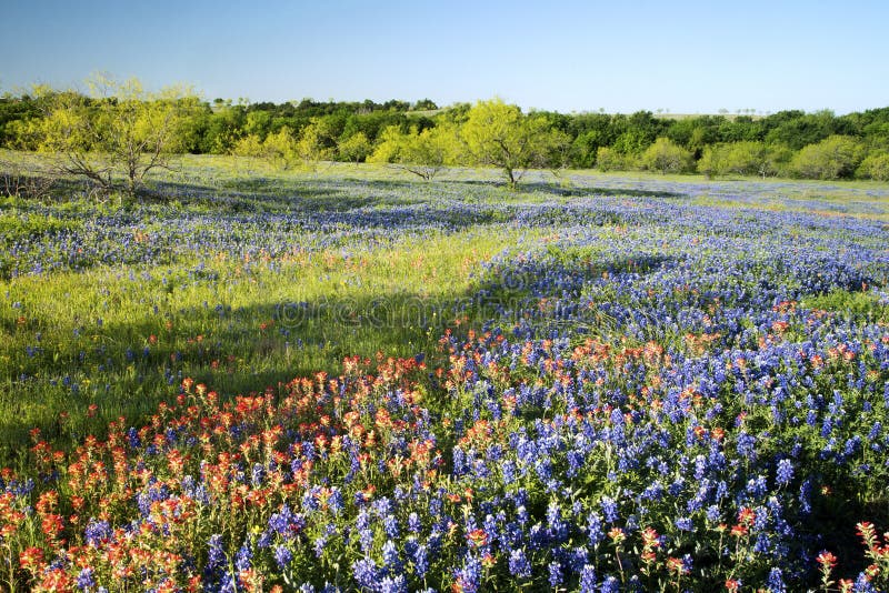 Spring Wildflowers Near Ennis, Texas Stock Image - Image of petal ...