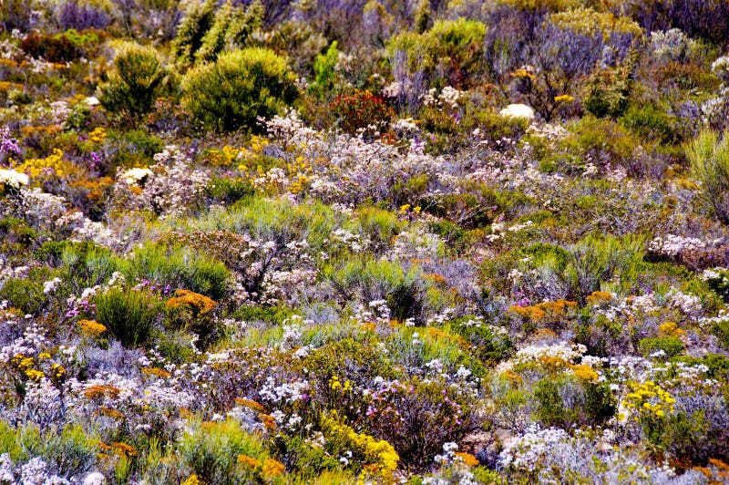 Spring Wildflowers stock image. Image of beautiful, flower - 242069149