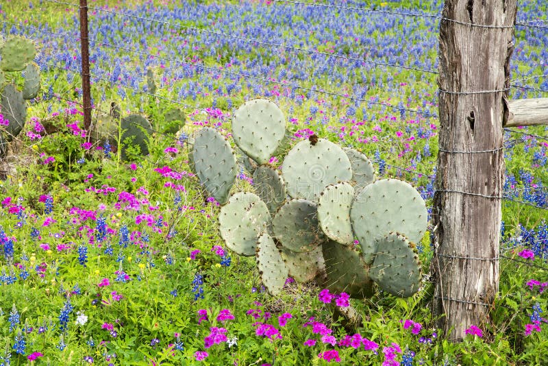 Wildflowers on a Ranch stock photo. Image of bloom, spring - 9195266