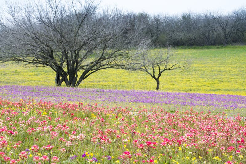 Spring Wildflowers in Texas Hill Country Stock Image - Image of ...