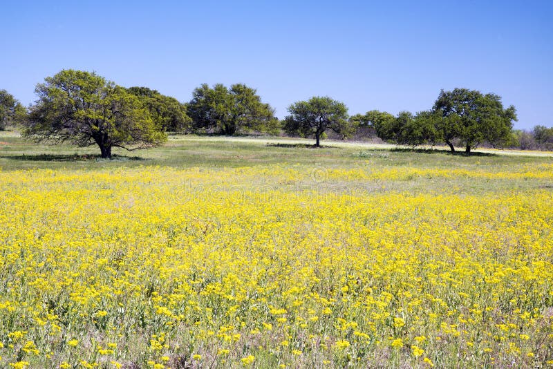 Wildflowers on a Ranch stock photo. Image of bloom, spring - 9195266