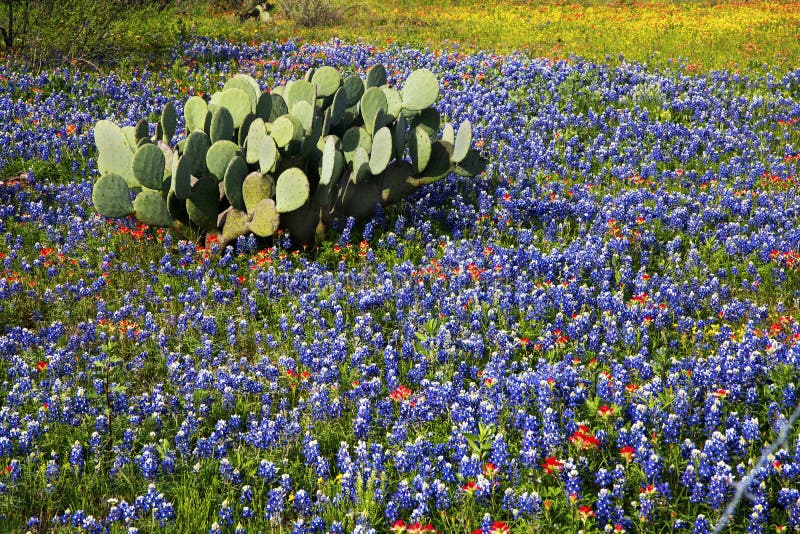 Spring Wildflowers in Texas Hill Country Stock Photo - Image of ...