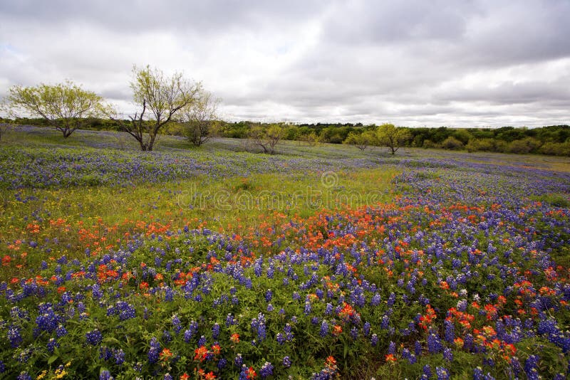 Spring Wildflowers in Texas Hill Country Stock Image - Image of country ...
