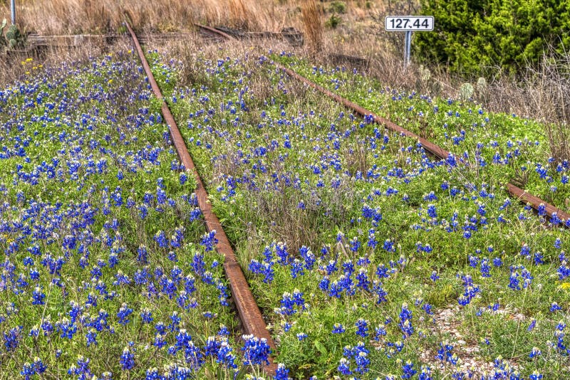 Spring Wildflowers in Texas Hill Country Stock Image - Image of ...