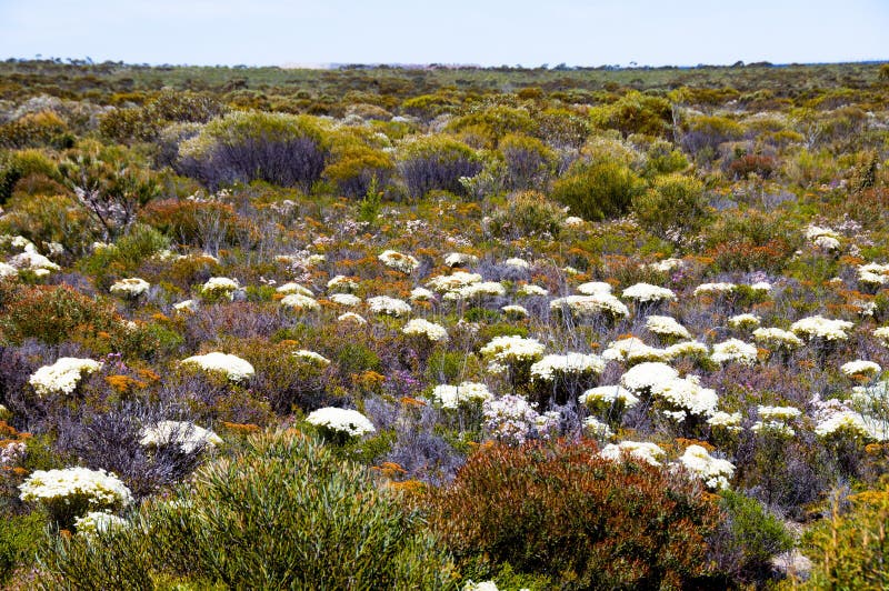 Spring Wildflowers stock image. Image of showy, western - 274928687