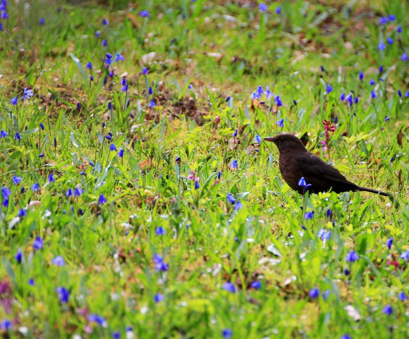 Spring wildlife stock photo. Image of outdoor, fauna - 219080072