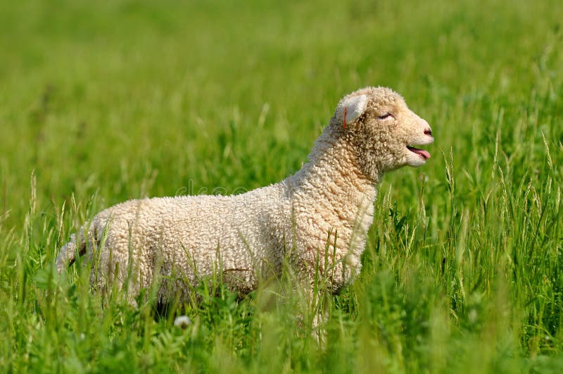 Spring ripple stock image. Image of cool, impact, liquid - 2200435