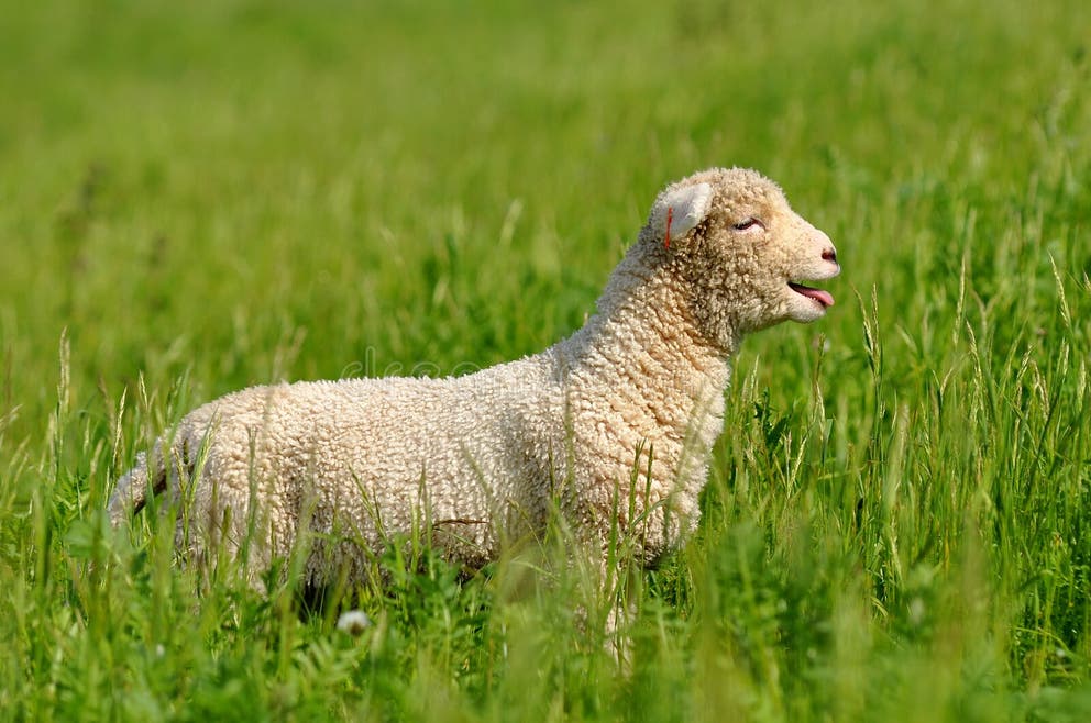 Spring will come soon stock photo. Image of watch, green - 22962864