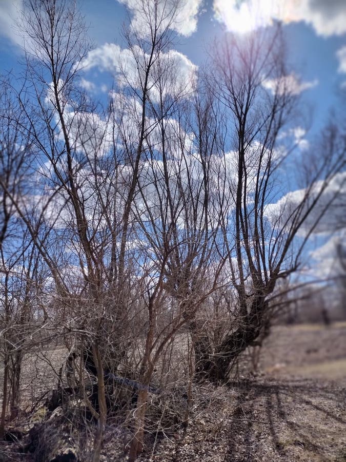 Spring will come soon stock photo. Image of flower, twig - 251413598