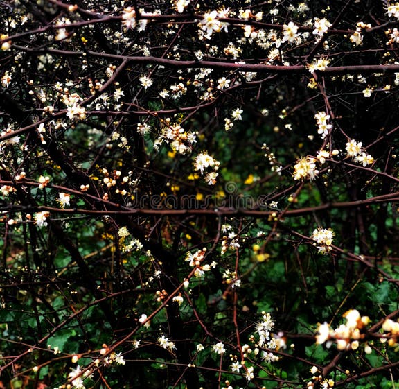 Spring will come stock image. Image of frisk, trough - 175176697