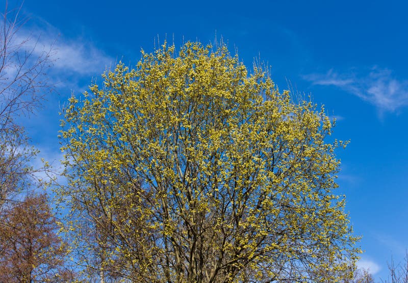 Spring willow stock image. Image of blossom, tree, willow - 13255331