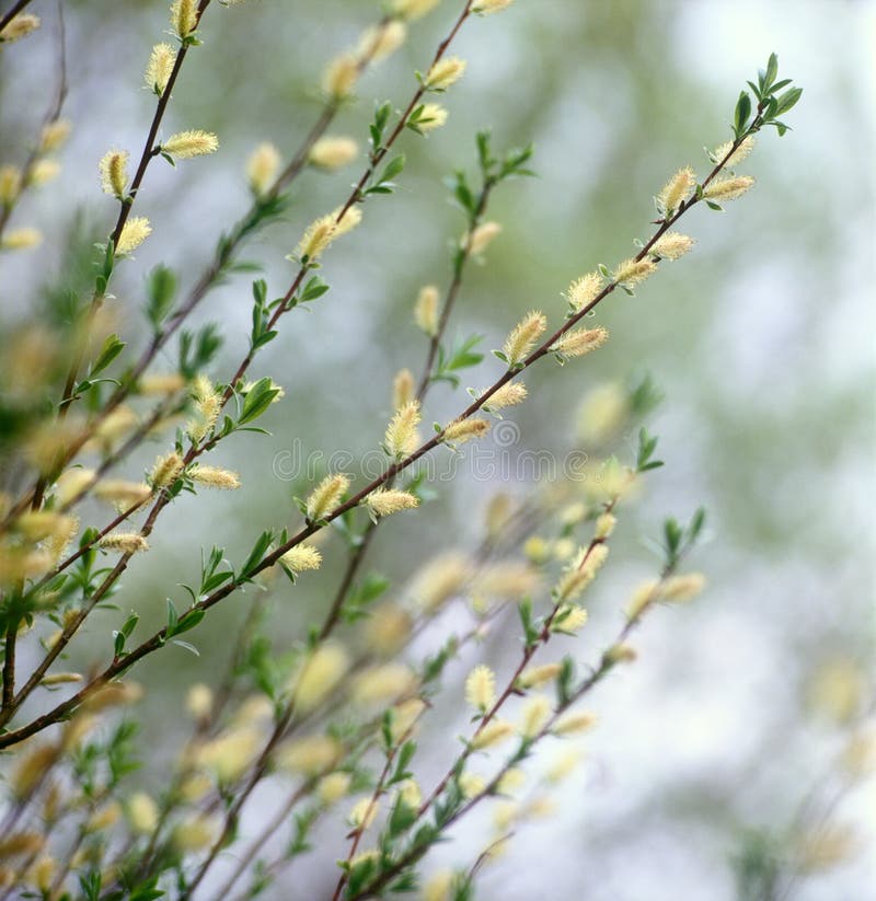Spring willow. stock image. Image of bush, ukraine, scene - 14518459