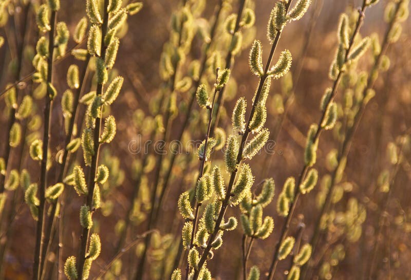 Spring Willow Background stock image. Image of spring - 244202687