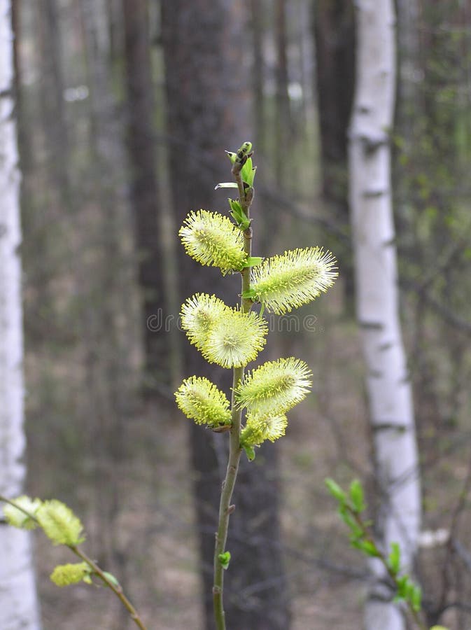 Spring. Willow blooms. stock photo. Image of ural, russia - 127972690