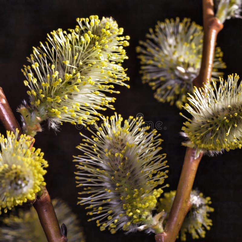 Spring willow. stock image. Image of flower, beautiful - 91661813