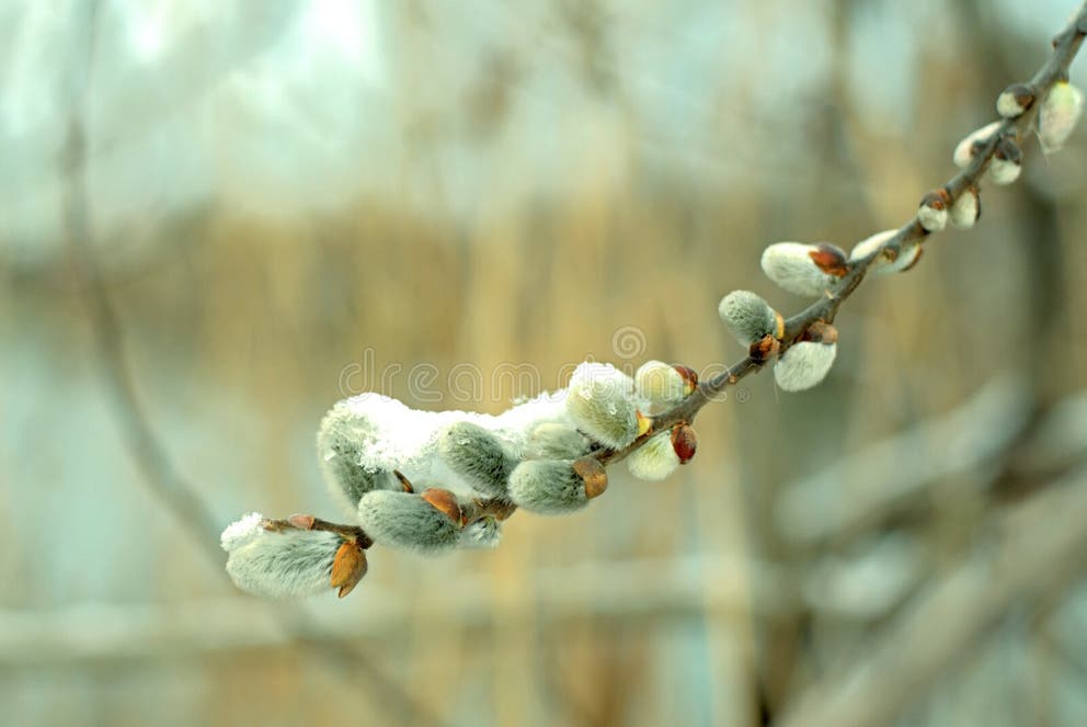 Spring Willow Branch Covered with Snow Stock Image - Image of nature ...