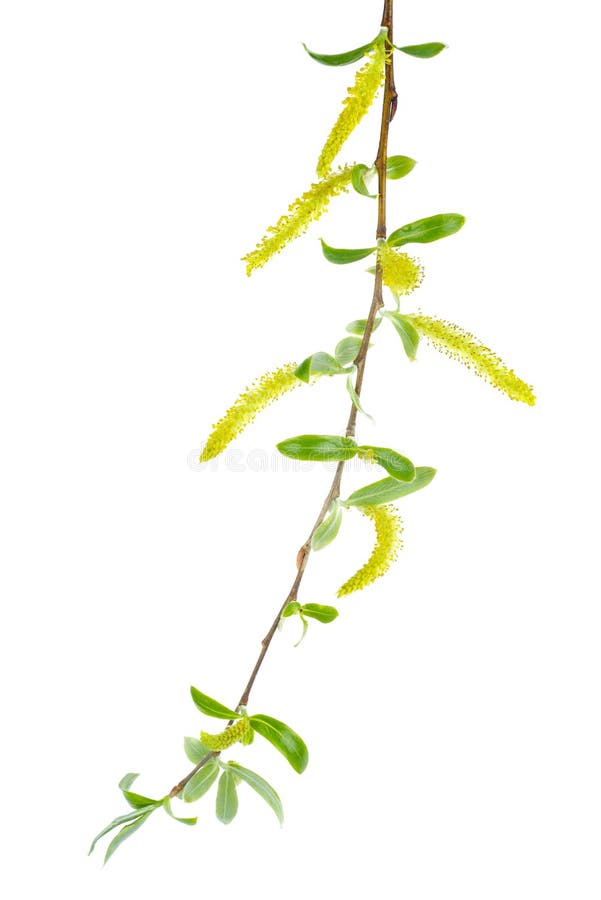 Spring Willow Branch with Fresh Leaves Stock Image - Image of green ...