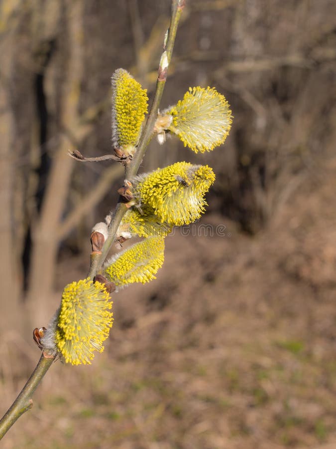 Spring willow branch stock image. Image of easter, spring - 216906951