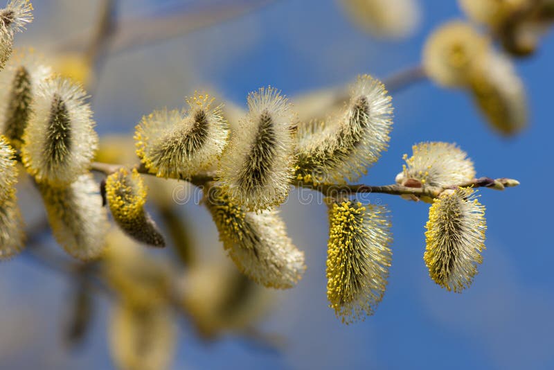 Spring willow branches stock image. Image of branch, closeup - 37631559
