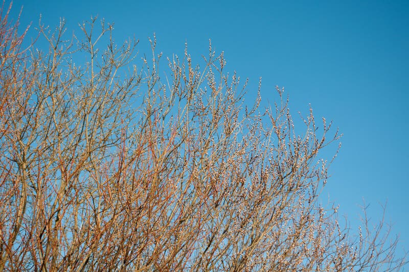 Spring Willow Branches in Bloom on Blue Sky Background, Stock Image ...