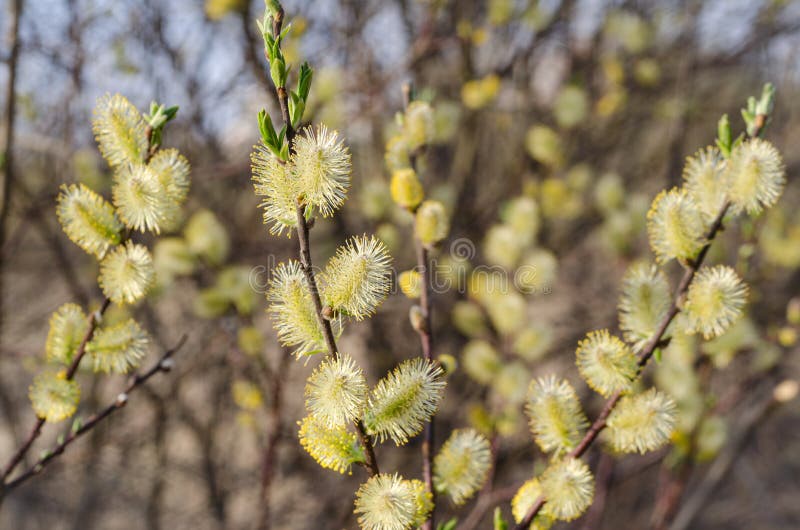 Spring Willow Branches with Blooming Yellow Buds Stock Photo - Image of ...
