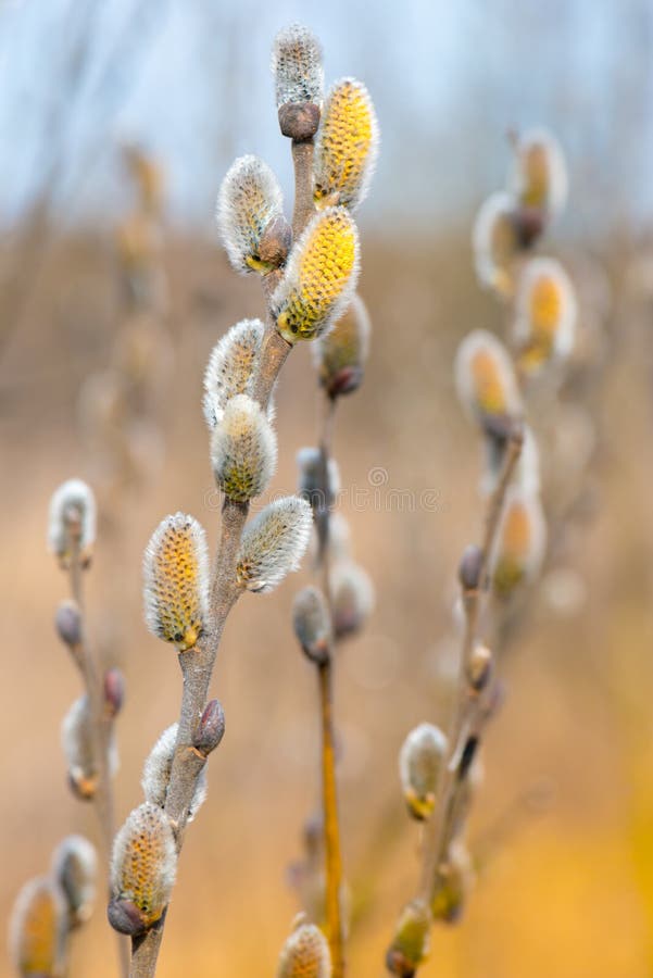 Spring Willow Branches Bright Yellow Flowers Stock Photo - Image of ...