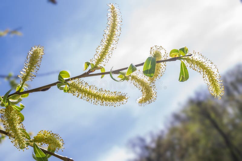 Spring Willow Branches. Fresh Green Willow Catkins in Spring. Stock ...